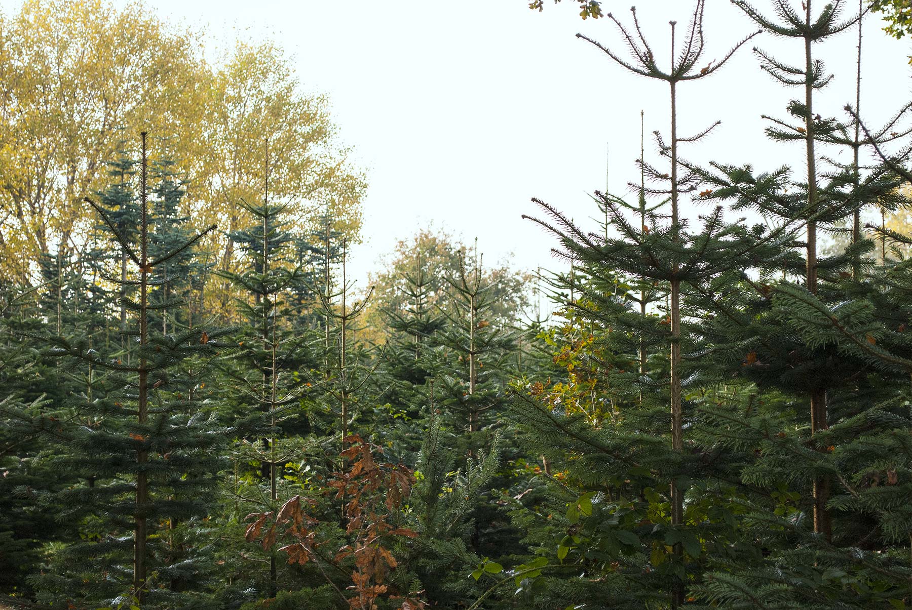 Silviculture - Consus Management Ltd.